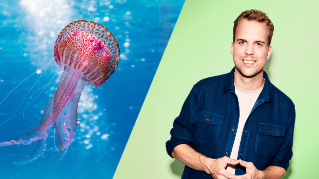 Fries restaurant Ode introduceert uniek gerecht: Kwal op het menu | NPO 3FM