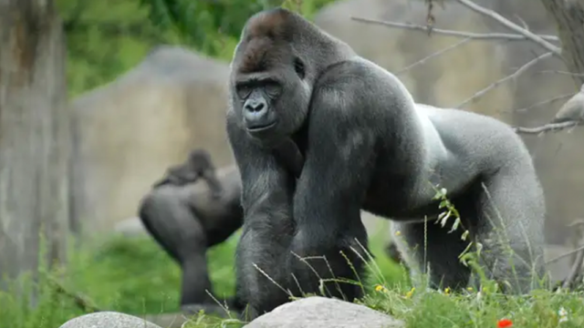 Vrouw die ooit is aangevallen door Bokito is snel over verlies heen ...