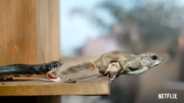 'Tiny Creatures' is dé docuserie over de geheime wereld van dieren | FunX