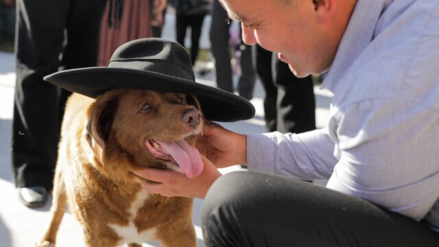 De oudste hond ter wereld viert vandaag zijn 31ste verjaardag | FunX
