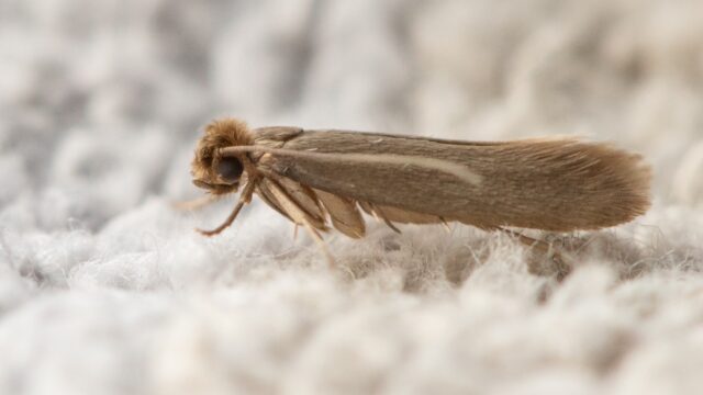 Motten in | NPO Radio 1