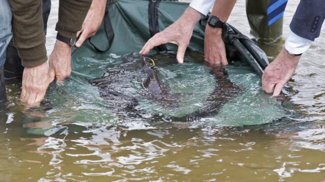 De steur: dinosaurus onder de vissen keert terug in Nederlandse wateren ...