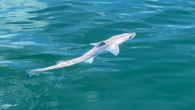 Coco_surmym when I noticed a advertisement for Hana, I had