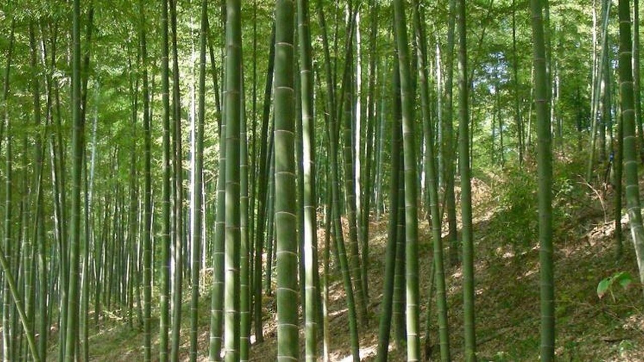 Bamboe is het bouwmateriaal voor een duurzame toekomst | NPO Radio 1