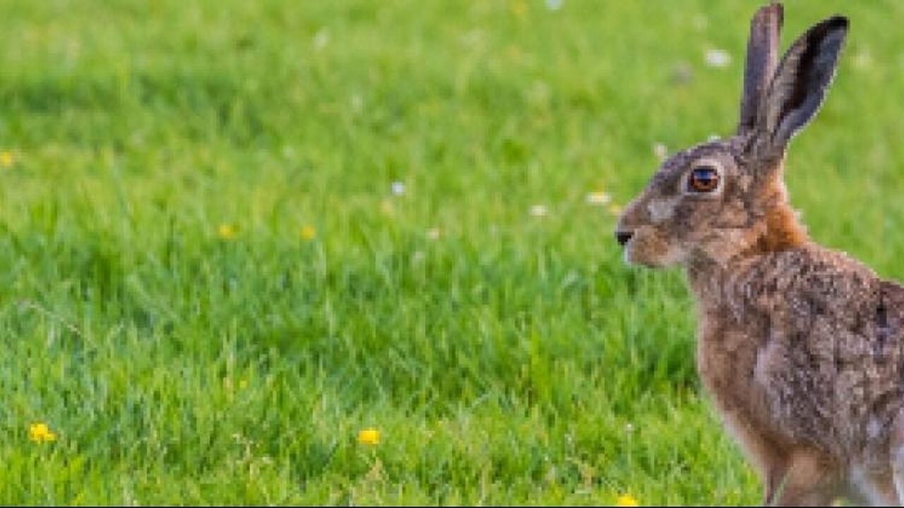 Eind van jacht op konijn en haas als het aan Kamermeerderheid ligt ...