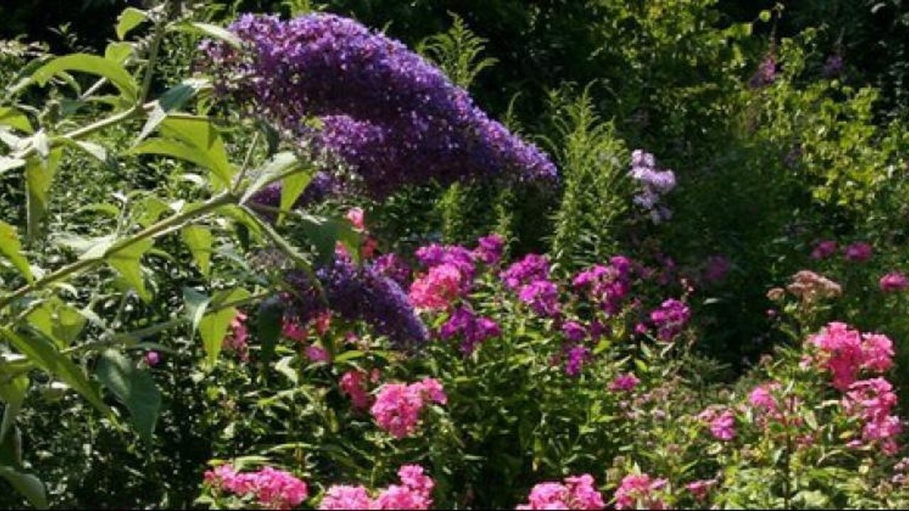 Met deze planten maak je van je tuin een paradijs voor insecten | NPO ...