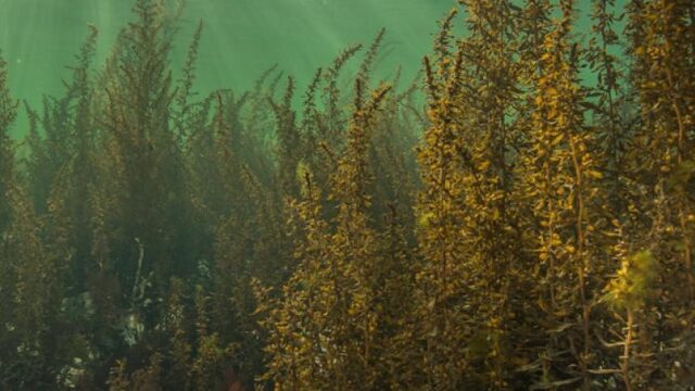 Waarom zeewieren bijzonder nuttig en belangrijk zijn | NPO Radio 1