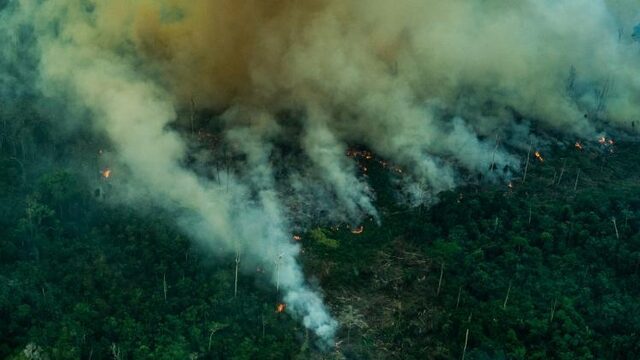 Kap snel het Amazonewoud nu niemand oplet | NPO Radio 1