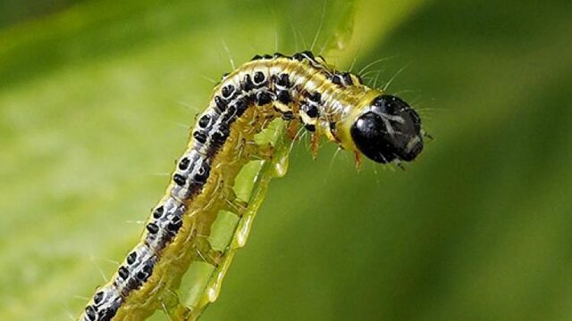 Kale en bruine heggen door rups van buxusmot | NPO Radio 1