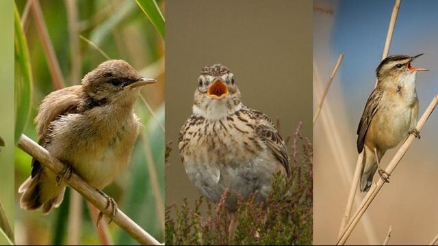 Speciaal voor Jochem Myjer: top vijf ADHD-vogeltjes | NPO Radio 1