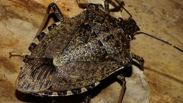 Fruitteelt in gevaar door bruingemarmerde stinkwants | NPO Radio 1