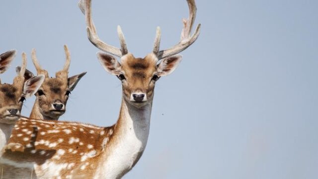 Is plastic ook gevaarlijk voor Nederlandse herten? | NPO Radio 1