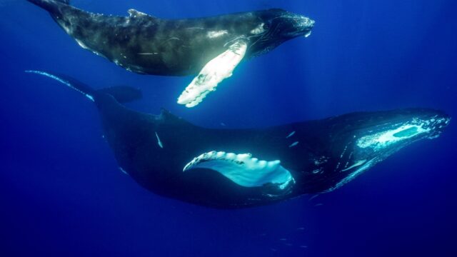 Wat is het oudste nog levende dier? | NPO Radio 1