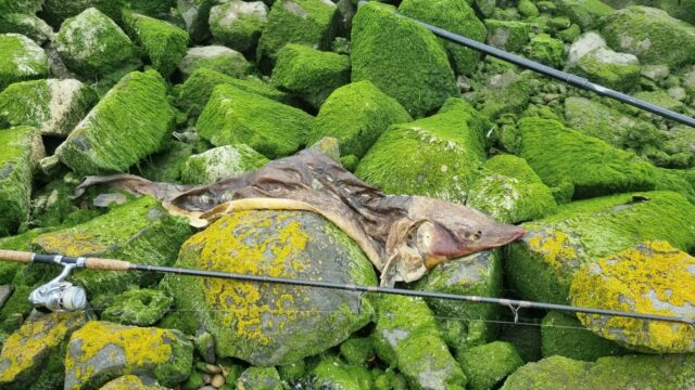 Komt Europese steur terug in Nederlandse wateren? | NPO Radio 1