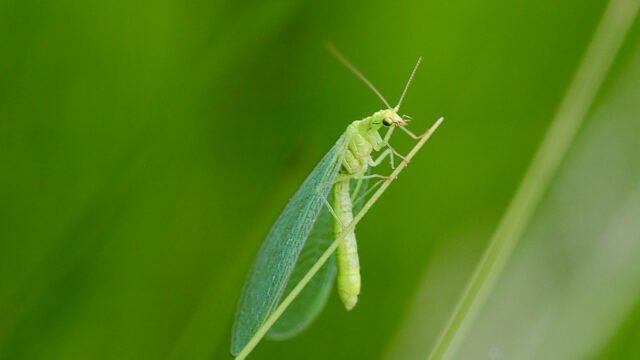 Stem voor het Insect van het Jaar 2023! | NPO Radio 1