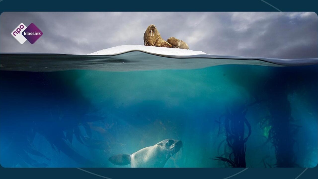 Kippenvel: Hans Zimmers soundtrack voor BBC's Blue Planet | NPO Klassiek