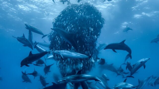 Deze muziek van Steven Price hoor je in de documentaire 'Ocean with ...